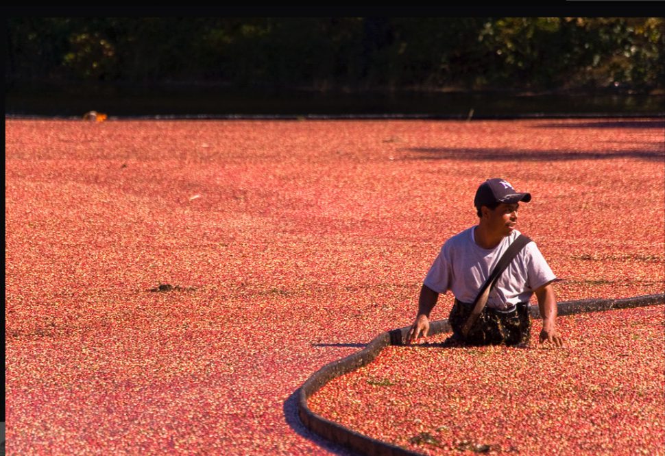 Fall 2025 Cranberry Farm Tour – Coming Soon! – Pinelands Adventures