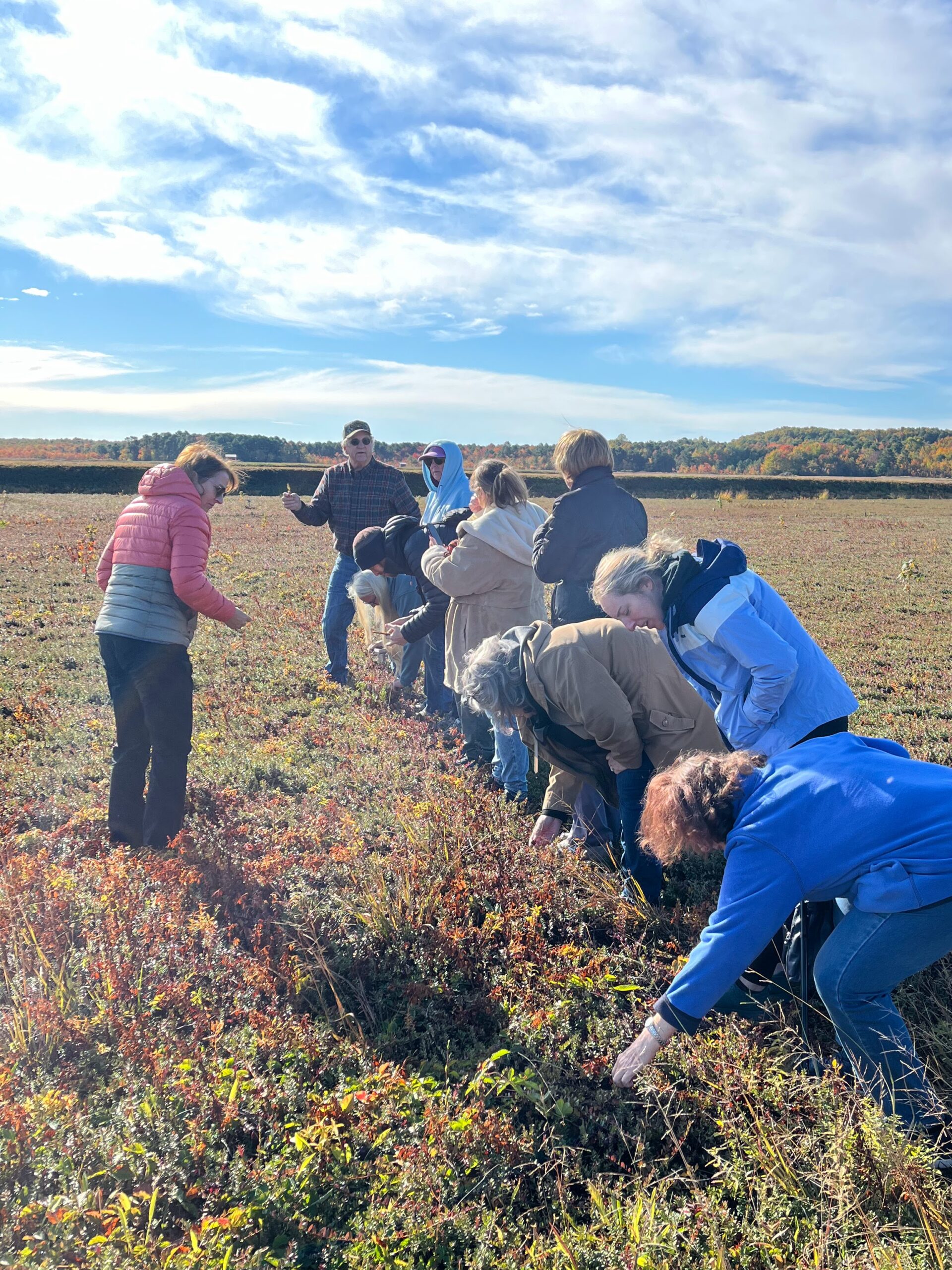 Cranberry Farm Tour – Explore a Working Pine Barrens Cranberry ...
