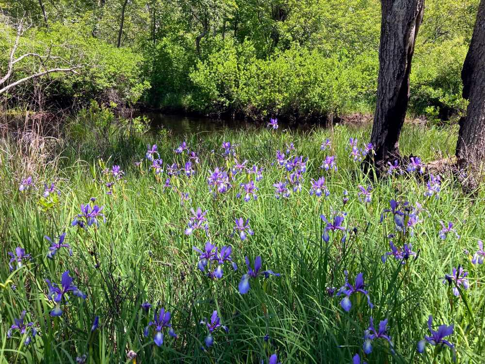 Mullica River – 5-Hour Paddle – For Experienced Paddlers – Pinelands ...