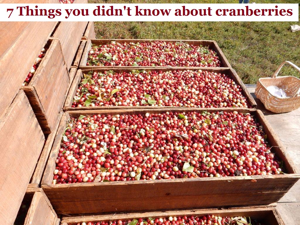 7 things you didn’t know about cranberries – Pinelands Adventures