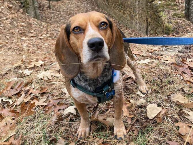 Exploring The Pines With Your Canine – Pinelands Adventures