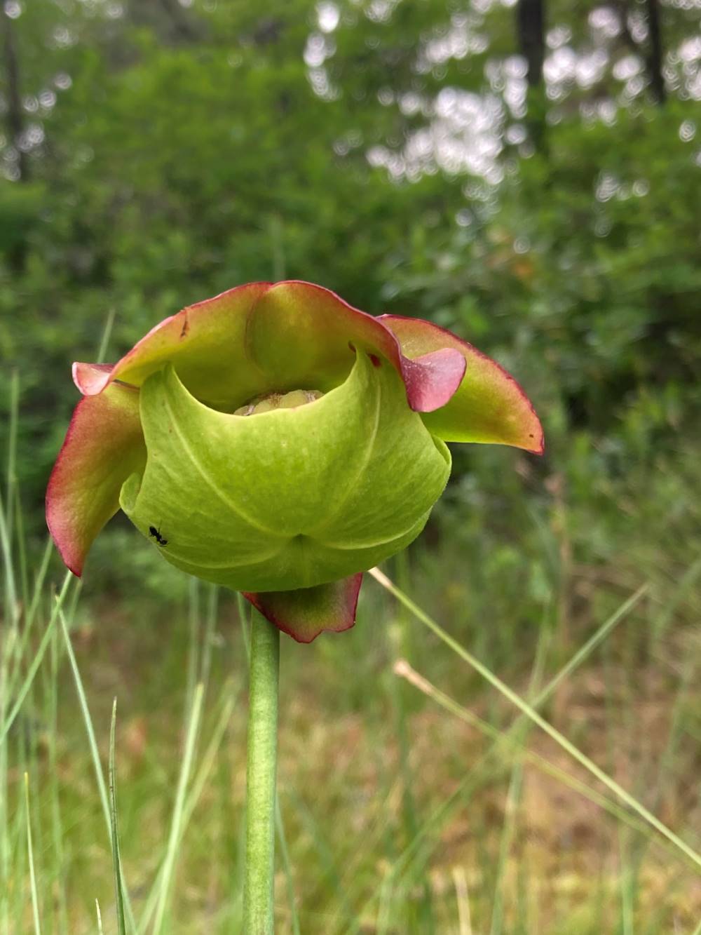 What’s In Bloom In June? – Pinelands Adventures
