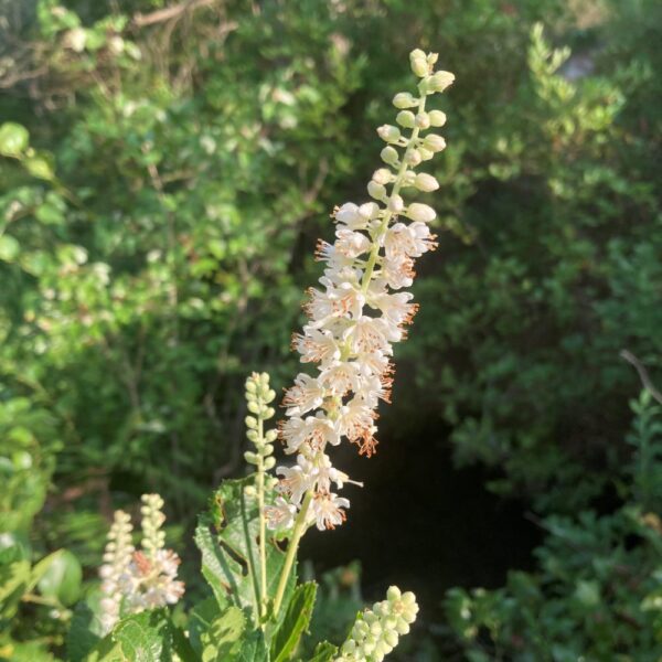 Pinelands Adventures – Canoeing and Kayaking in the New Jersey Pine Barrens