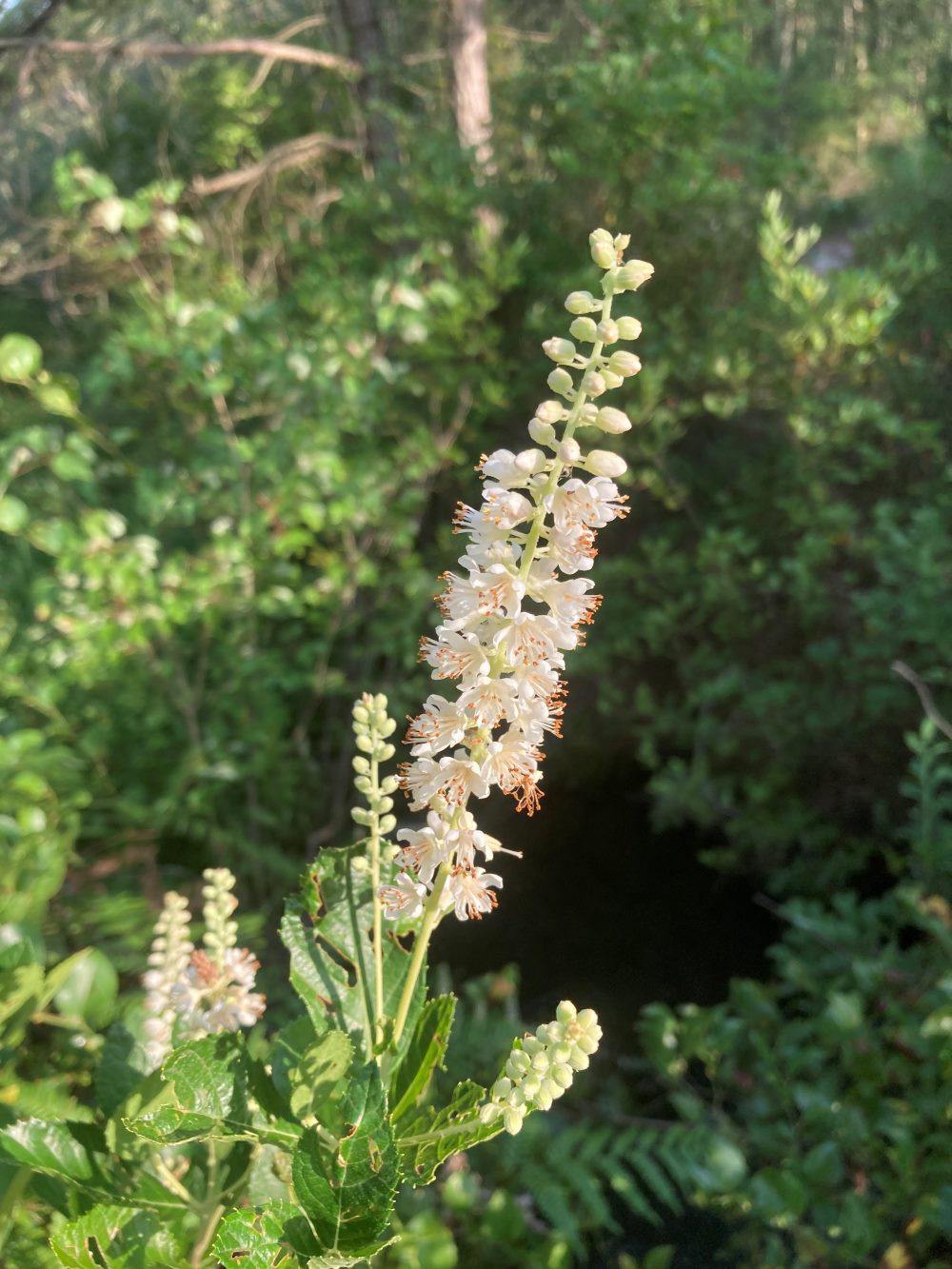 Sweet Pepper Bush – Pinelands Adventures